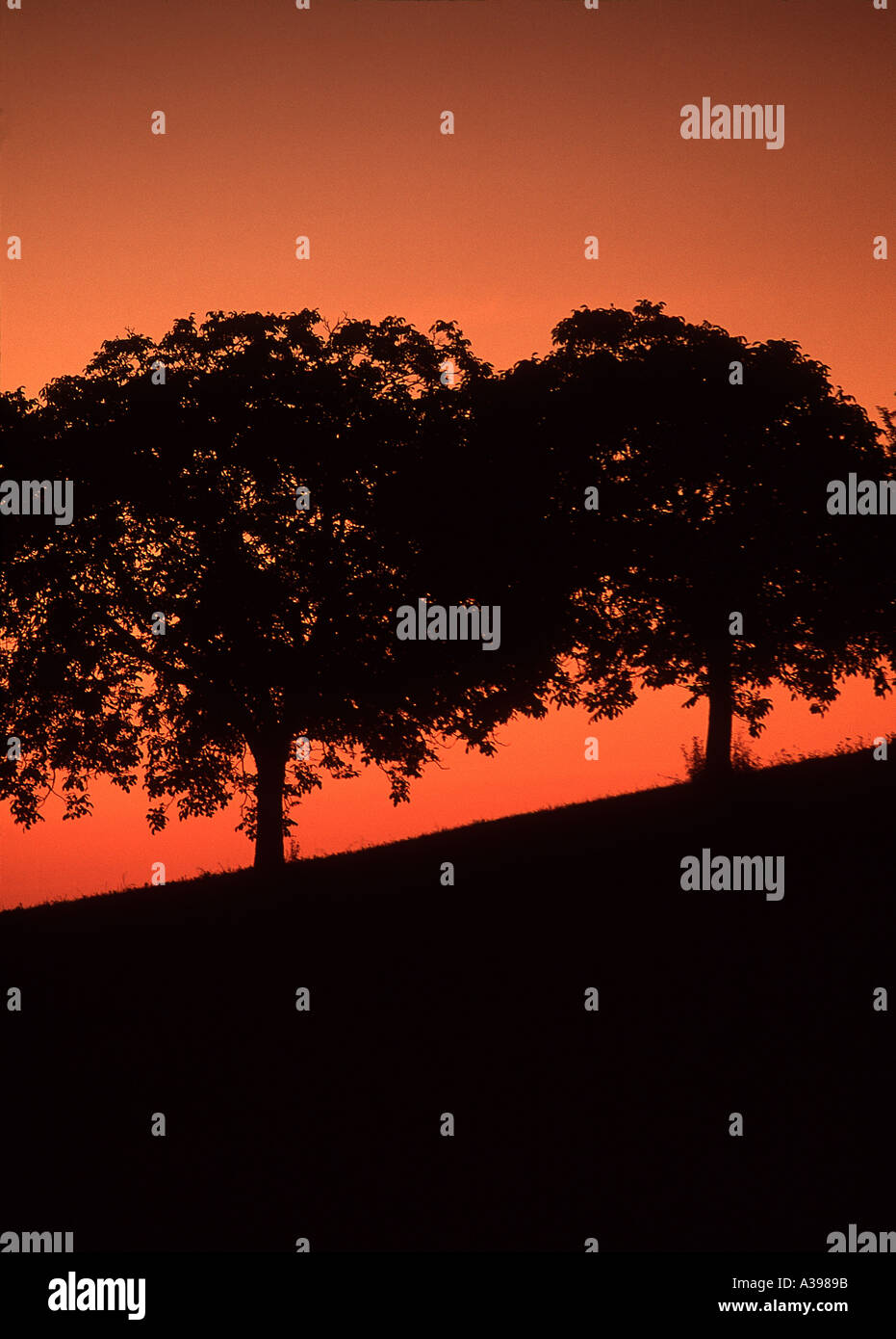 red evening sky seen behind two trees in a field Dordogne France Stock ...