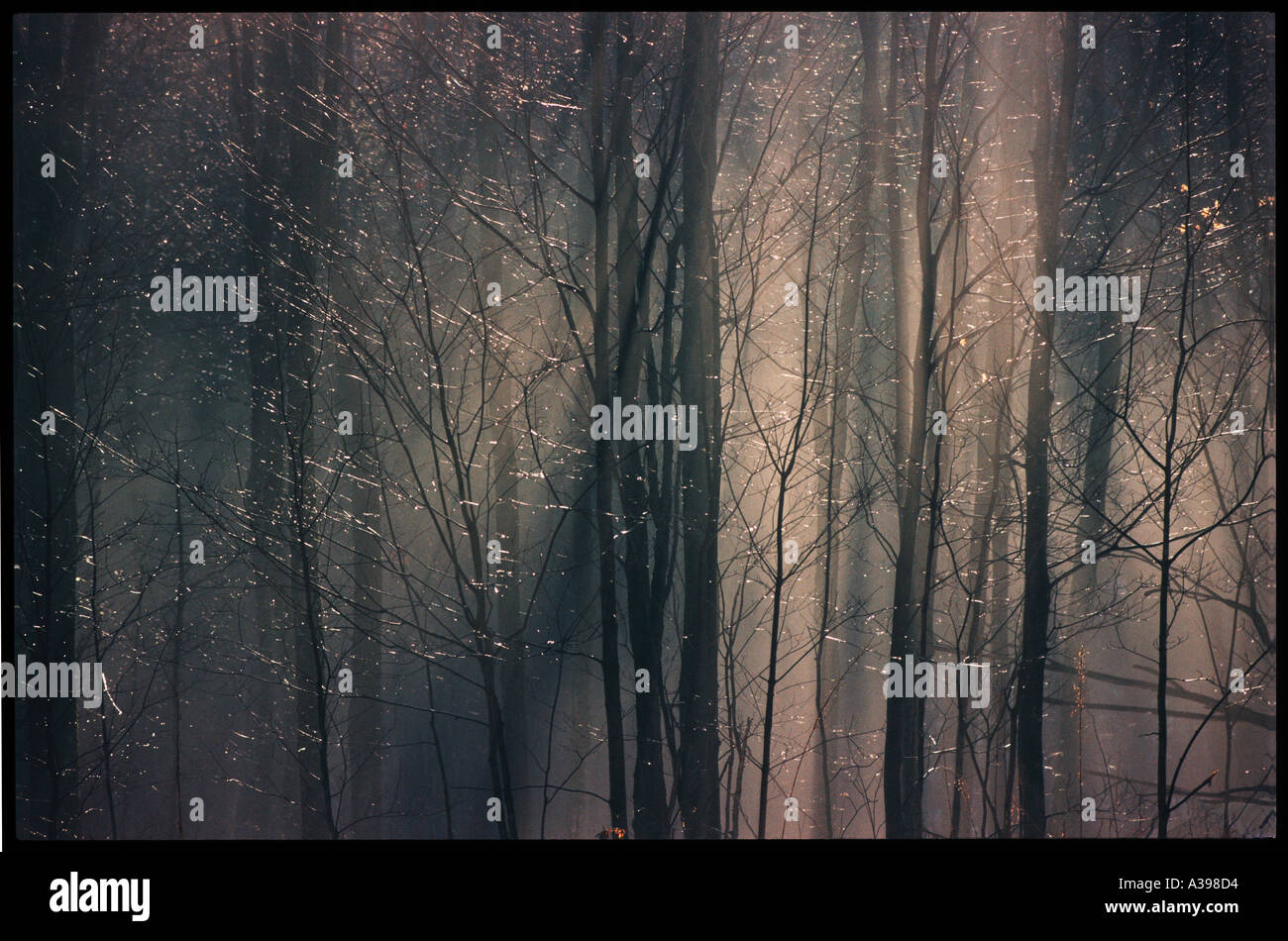 Woods in morning mist Stock Photo - Alamy