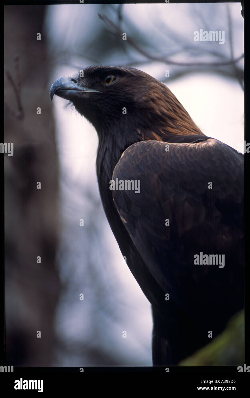Golden eagle in tree hi-res stock photography and images - Alamy