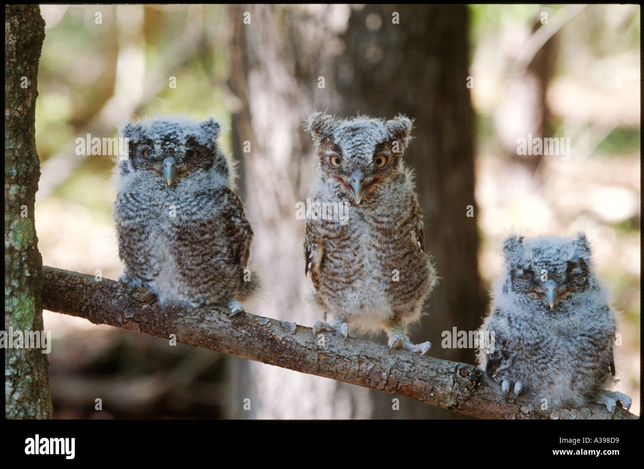 Baby screech owls on limb Stock Photo - Alamy