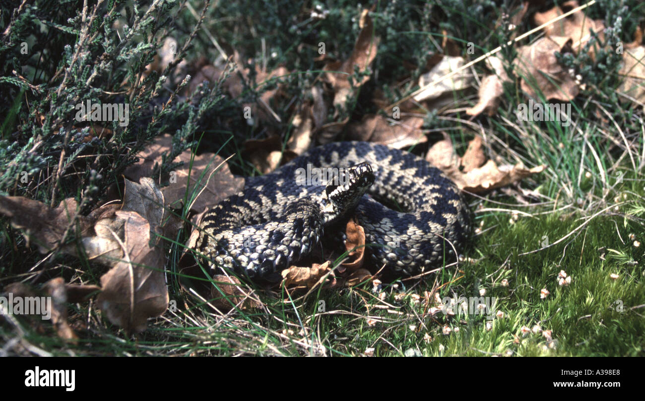 Only Venomous Snake In Uk High Resolution Stock Photography and Images ...