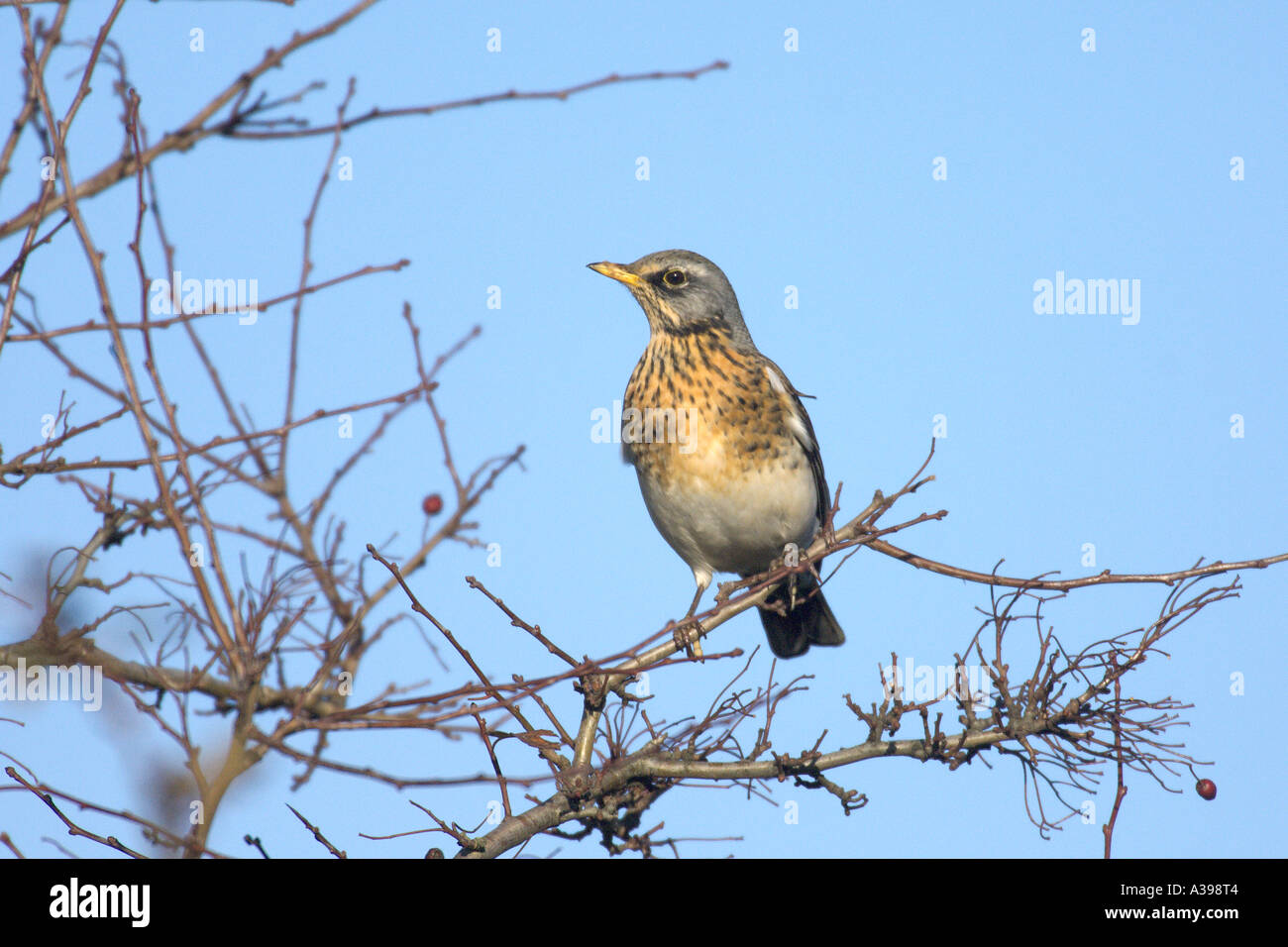 Thrushes fieldfare hi-res stock photography and images - Alamy