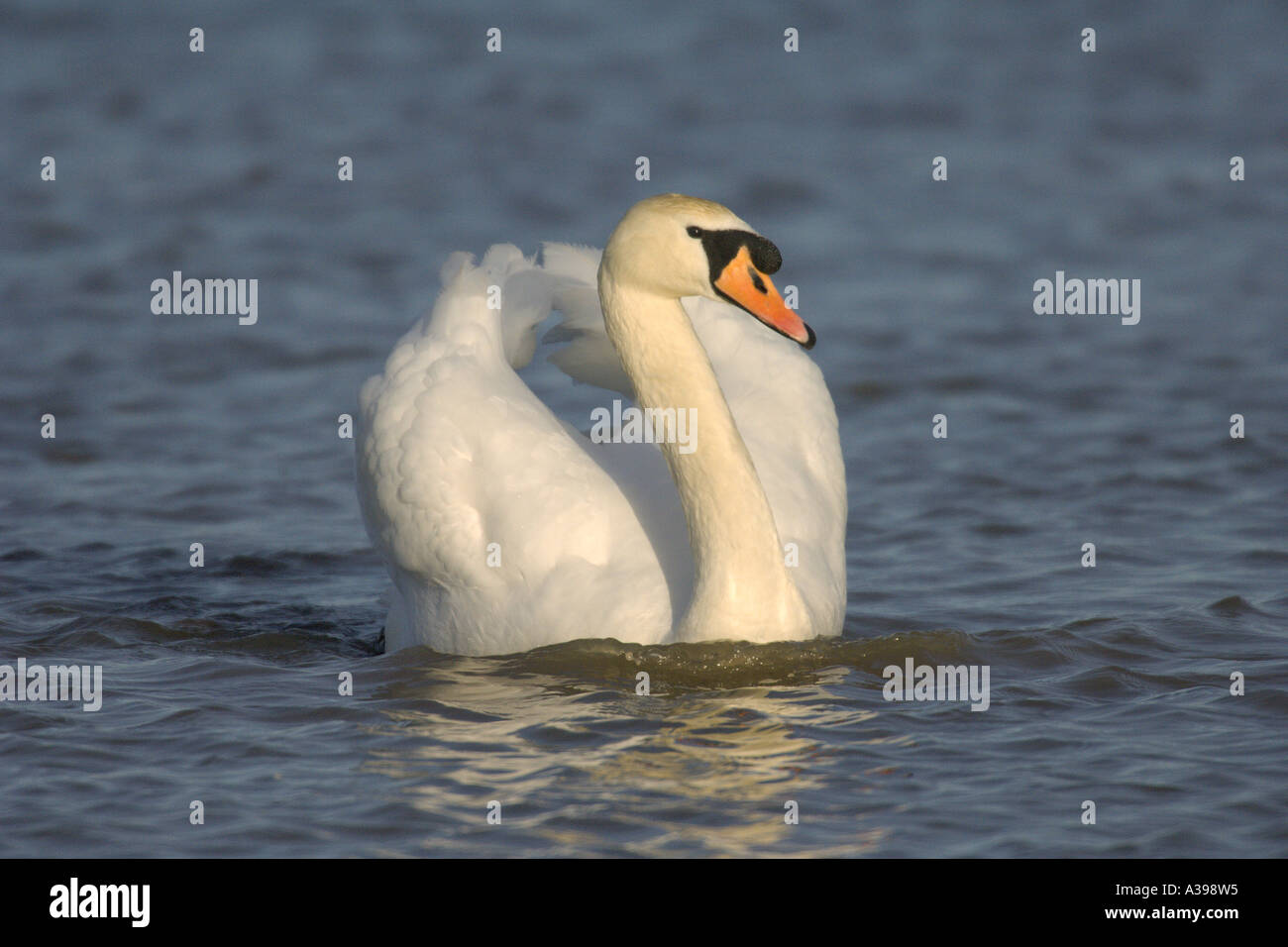 Male swan busking hi-res stock photography and images - Alamy