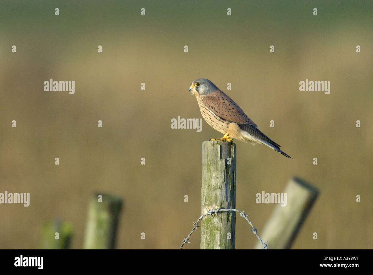 Common kestrel Falco tinnunculus adult male Norfolk England November ...