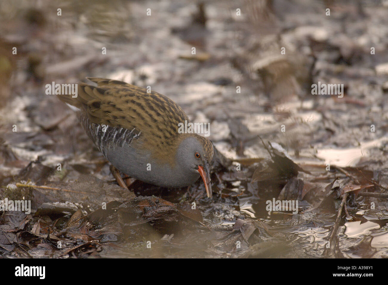 Water rail feeding in ditch hi-res stock photography and images - Alamy