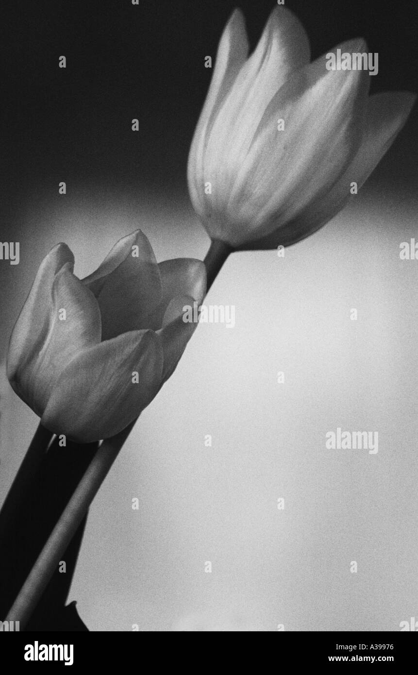 Tulips flower blooming Black and White Stock Photos & Images - Alamy