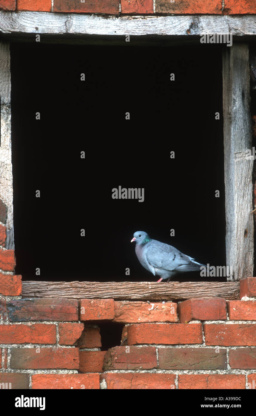 Oenas hi-res stock photography and images - Alamy