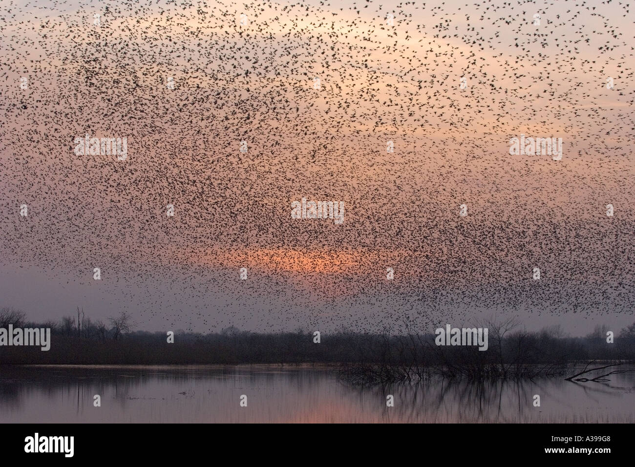 Flock of common starlings Sturnus vulgaris going to roost in reedbed at ...