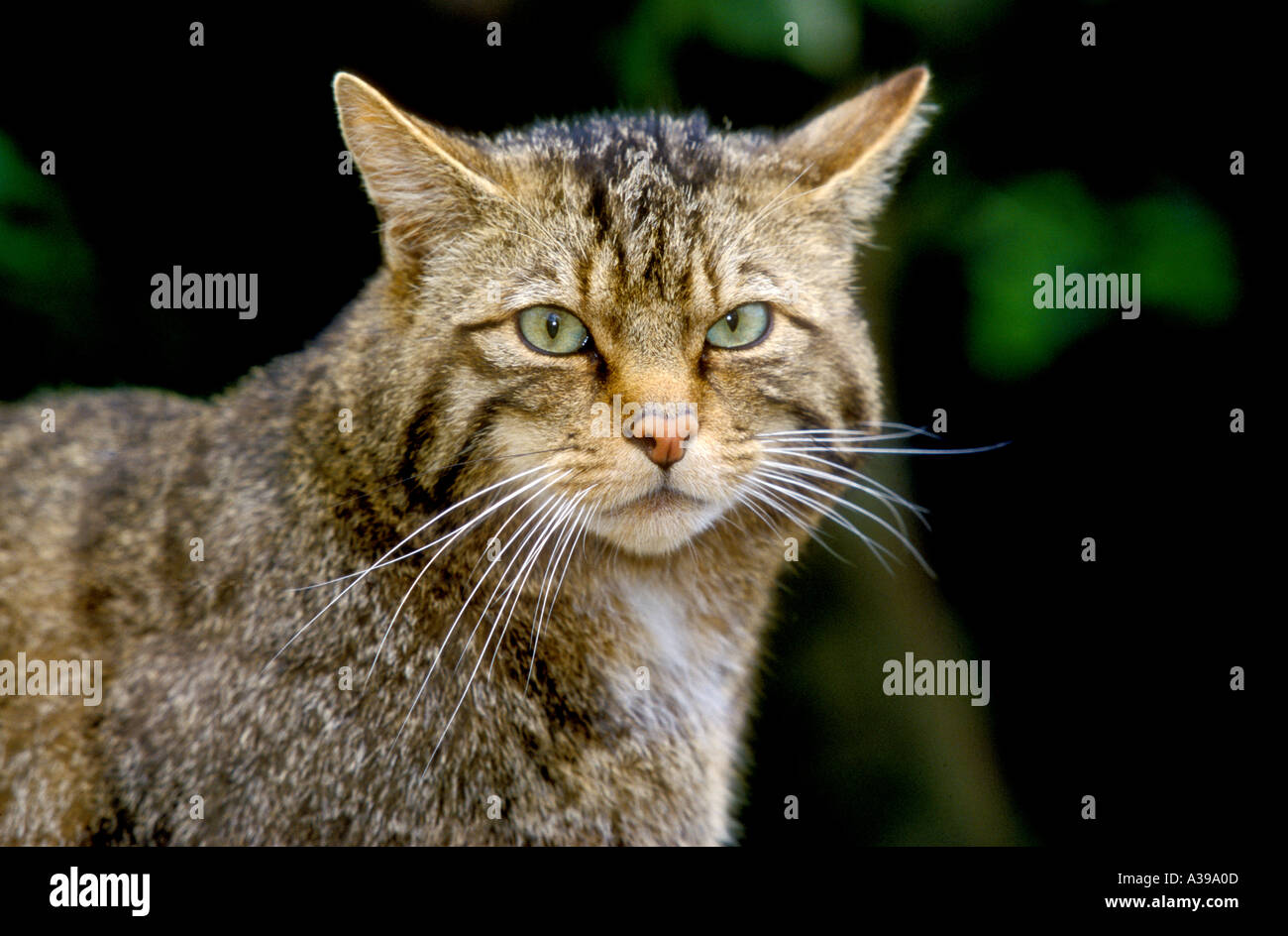 SCOTTISH WILDCAT Felis silvestris Stock Photo - Alamy