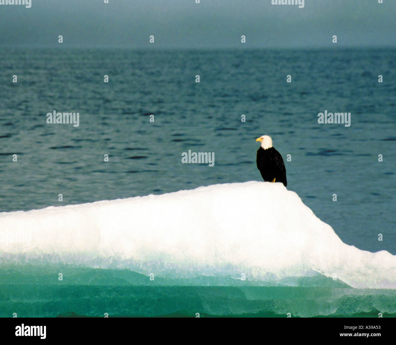 Bald Eagle On Iceberg Stock Photo - Alamy