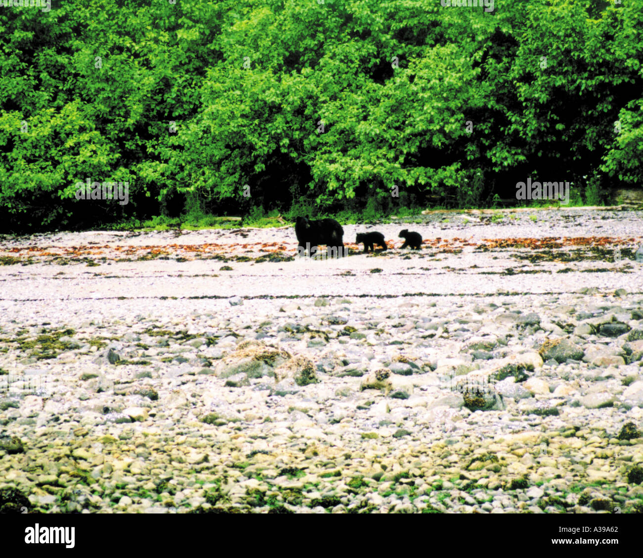 Black Bear Sow And Cubs Stock Photo - Alamy