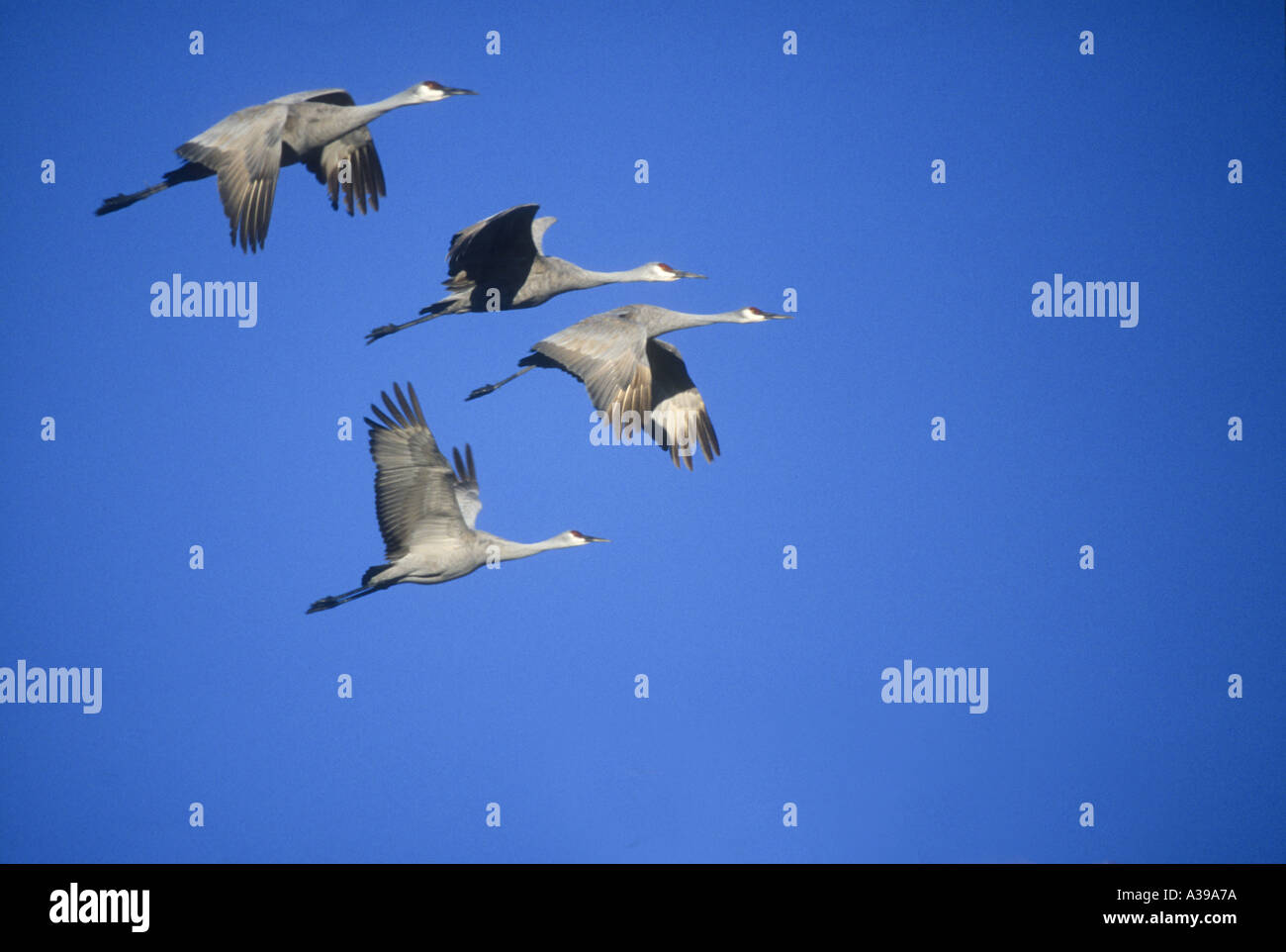 Sandhill Cranes in flight Stock Photo - Alamy