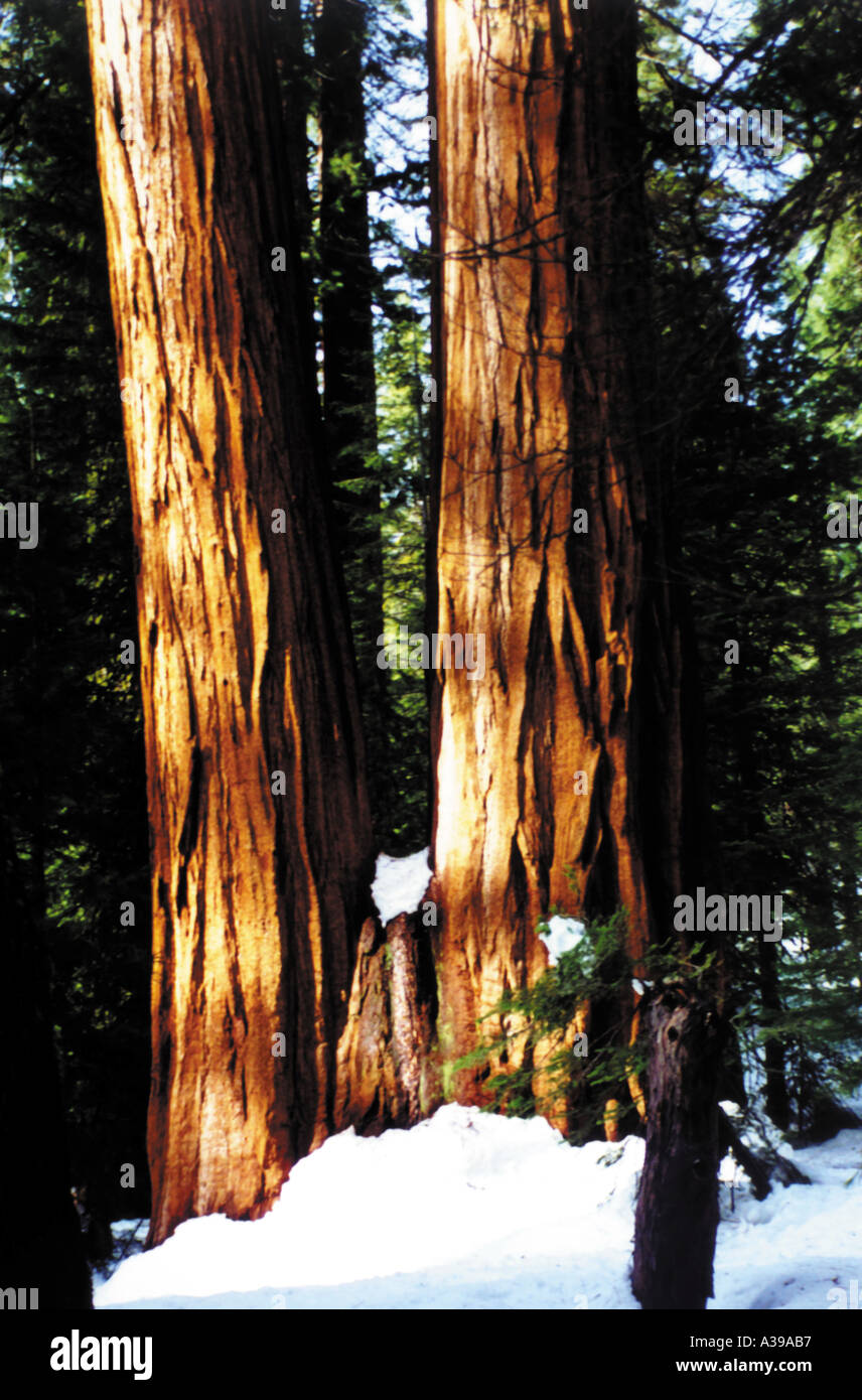 General Sherman Giant Redwood Trees In Sequoia National Park Stock ...