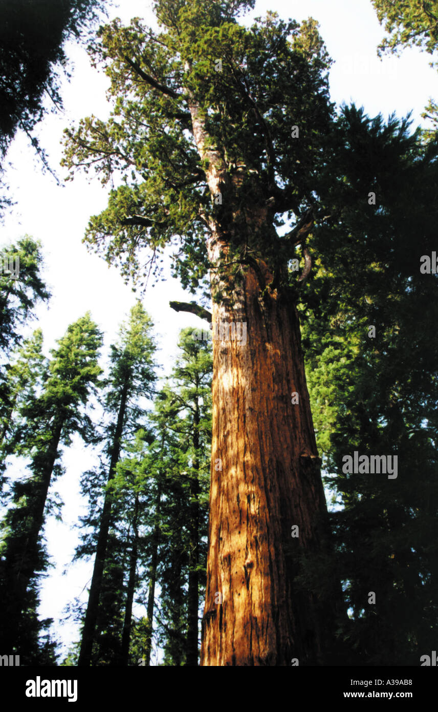 Giant Redwood Trees In Sequoia National Park Stock Photo - Alamy