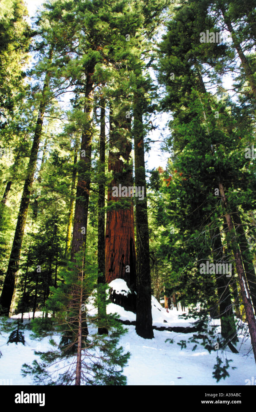 Giant Redwood Trees In Sequoia National Park Stock Photo - Alamy