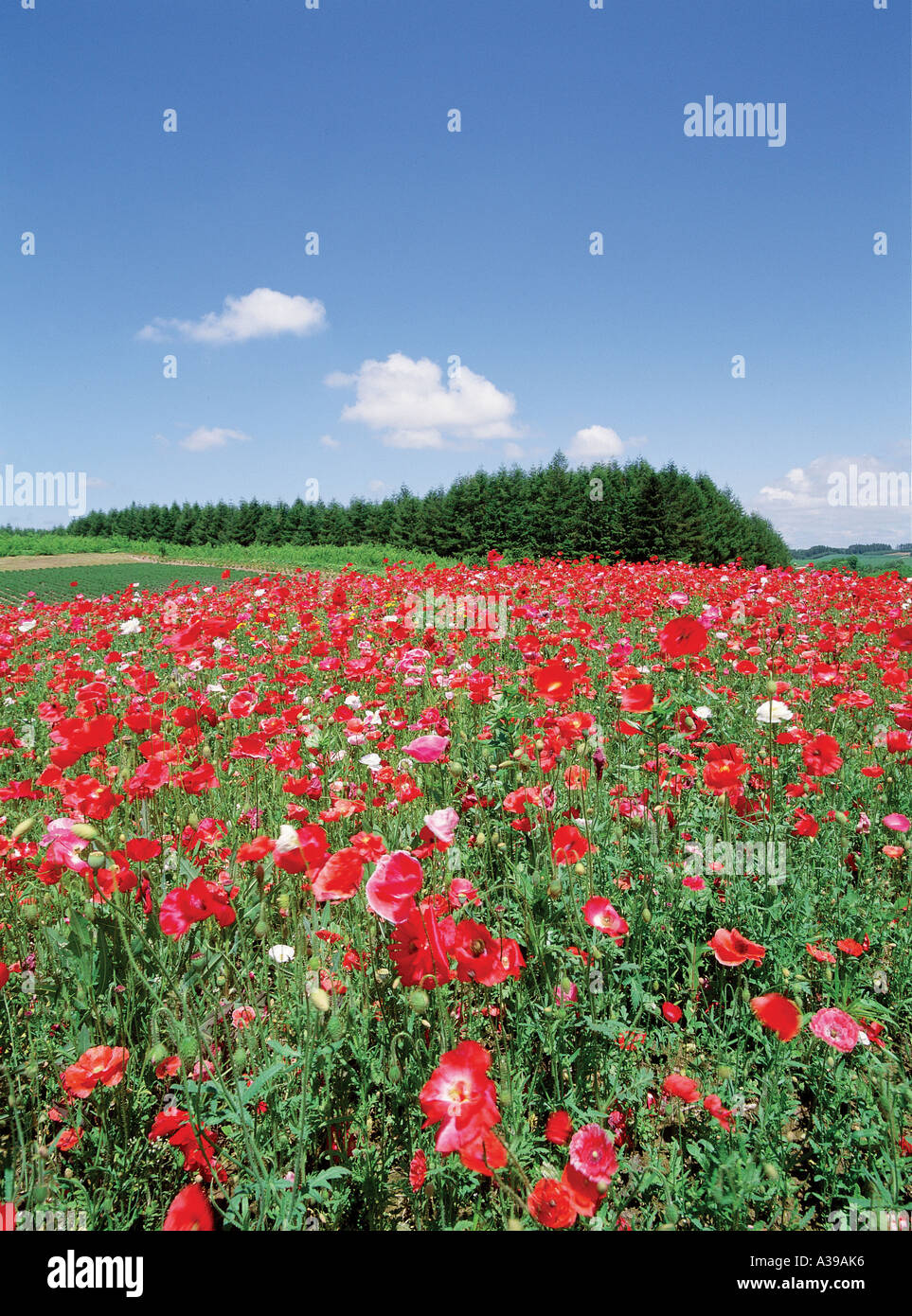 poppy,Poppy garden,popppy,flower farm,flower garde Stock Photo - Alamy