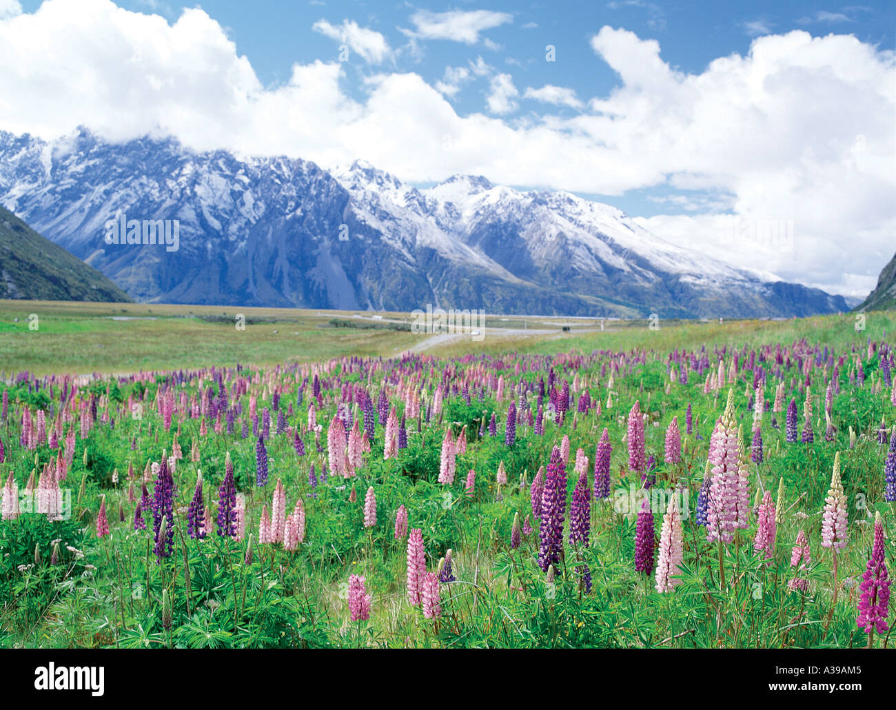 wild flower,garden,flower farm,flower garden,field Stock Photo - Alamy