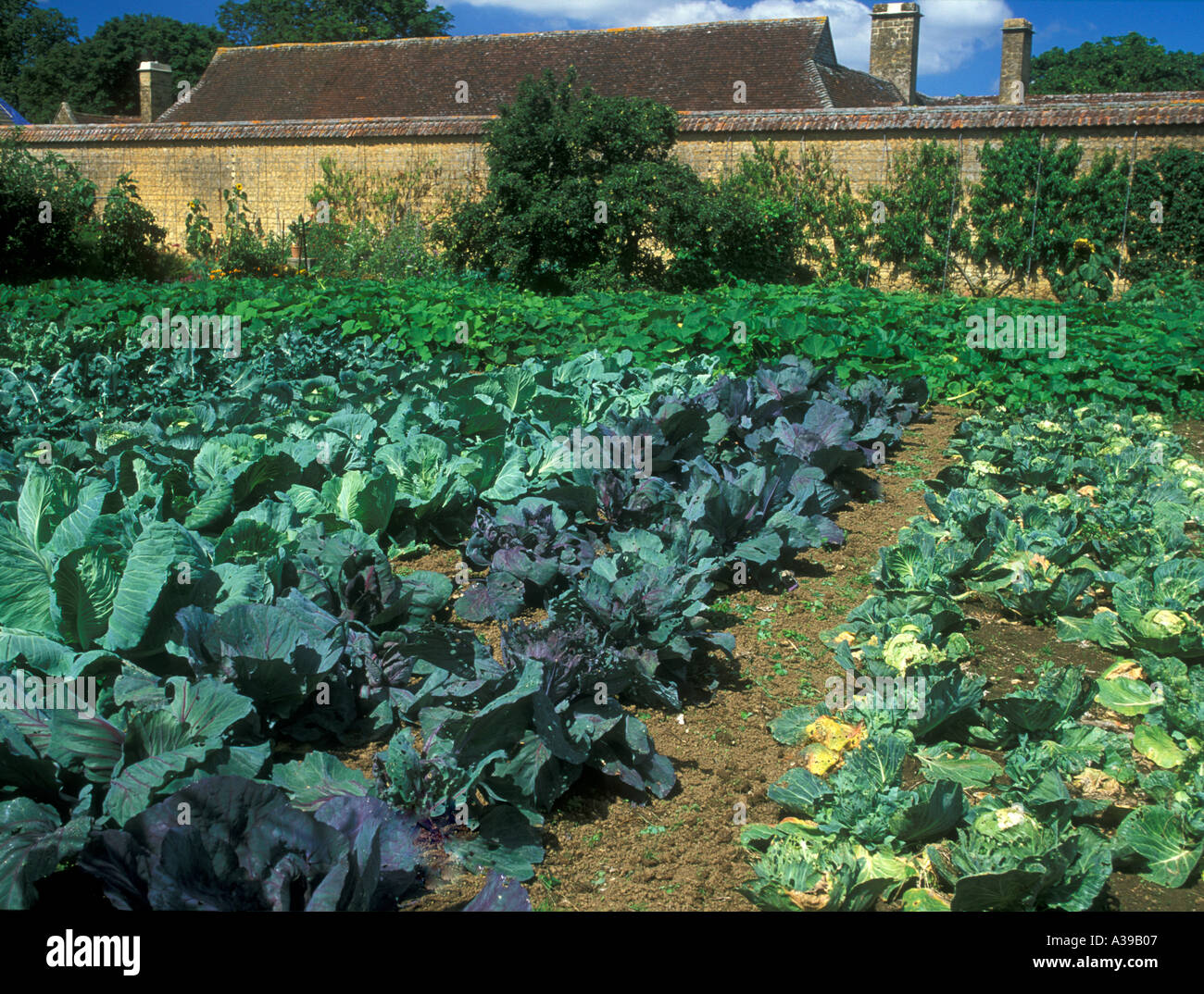 January king cabbage hi-res stock photography and images - Alamy