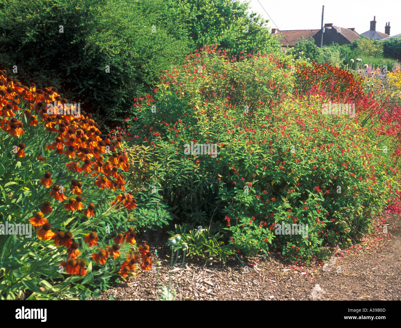 Mixed border of flowers & shrubs Stock Photo - Alamy