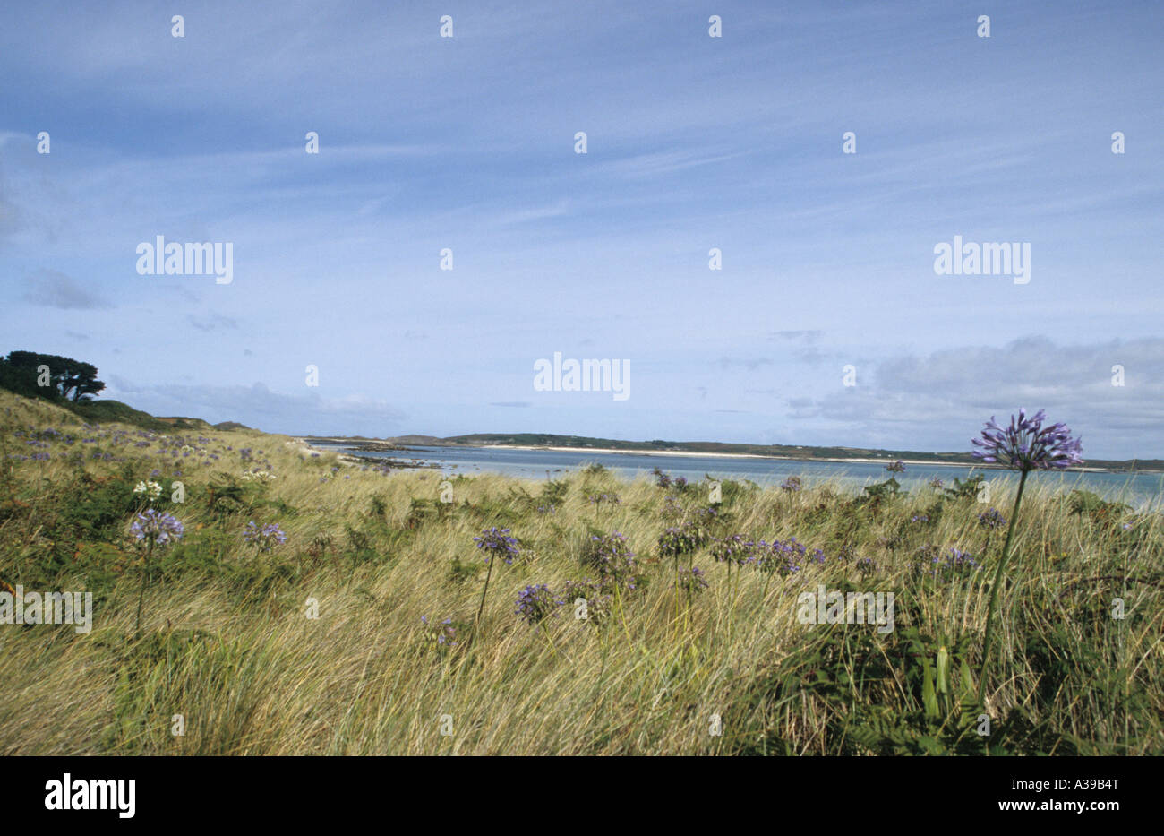 Agapanthus flowers on Tresco Scilly Islands Scillies Cornwall UK ...