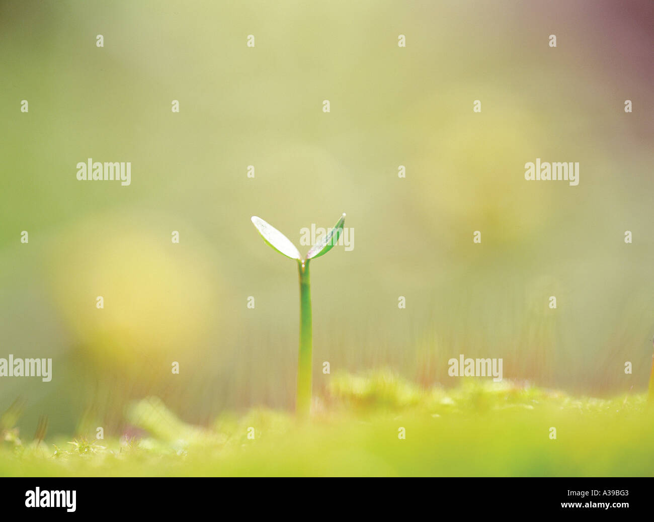 Shoot bud hi-res stock photography and images - Alamy