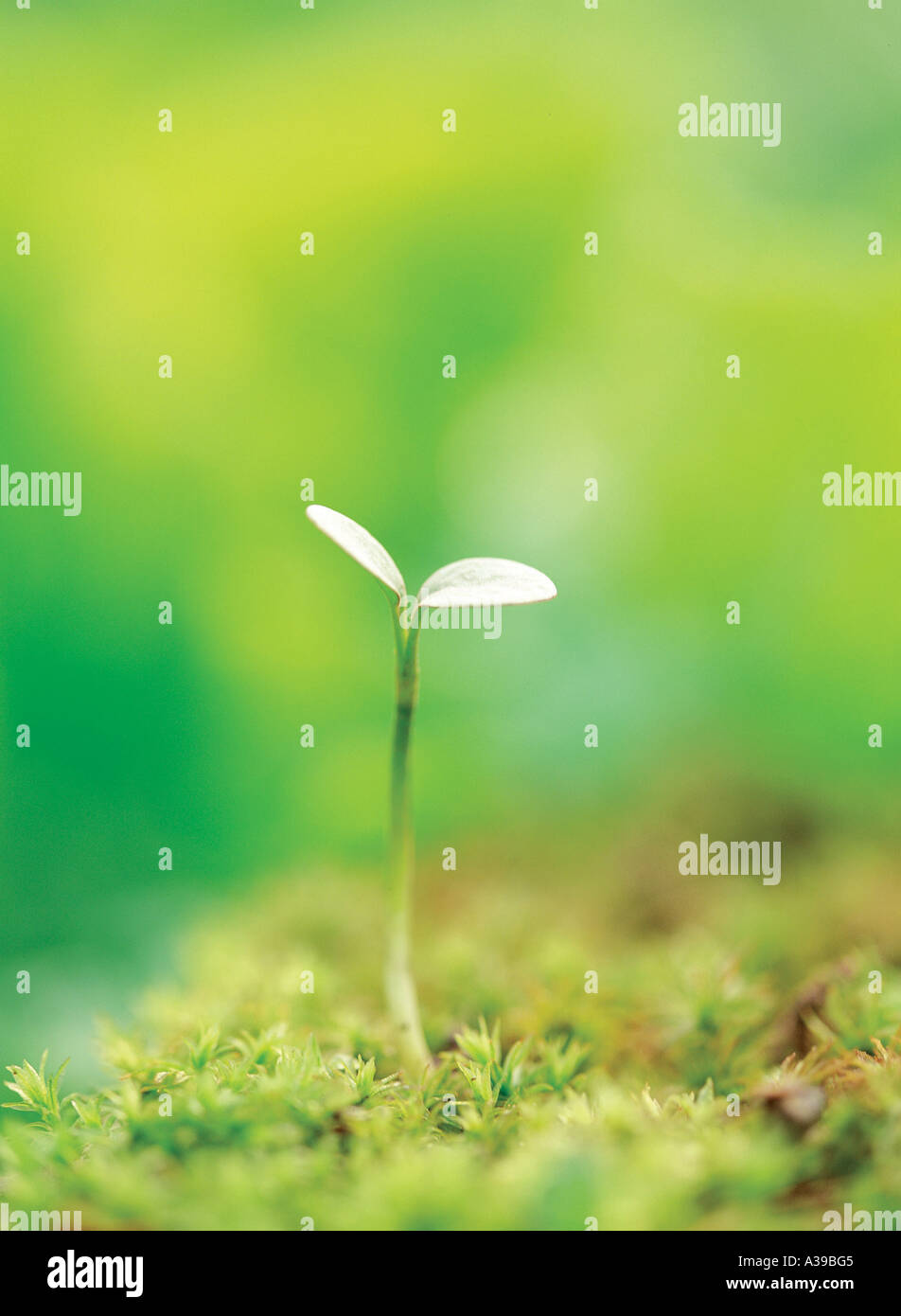 Shoot bud hi-res stock photography and images - Alamy