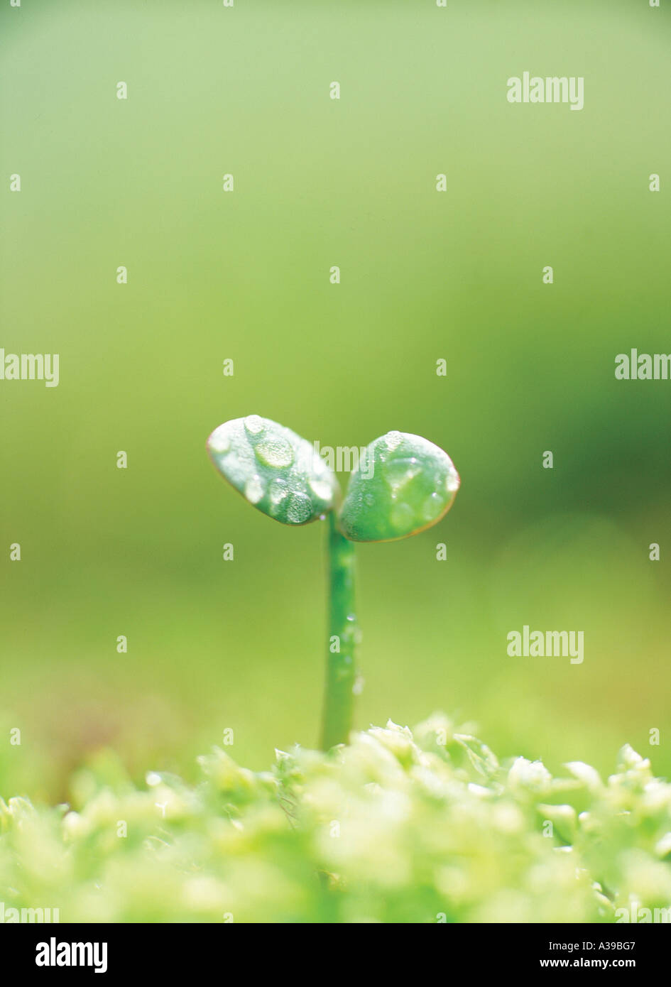 Shoot bud hi-res stock photography and images - Alamy