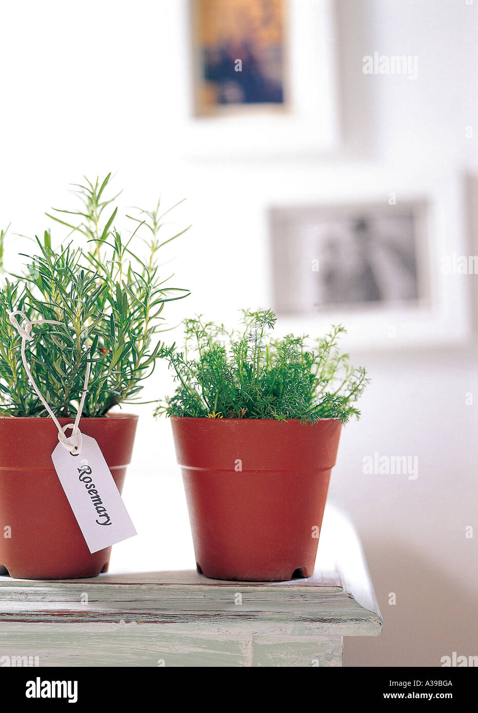 Rosemari hi-res stock photography and images - Alamy