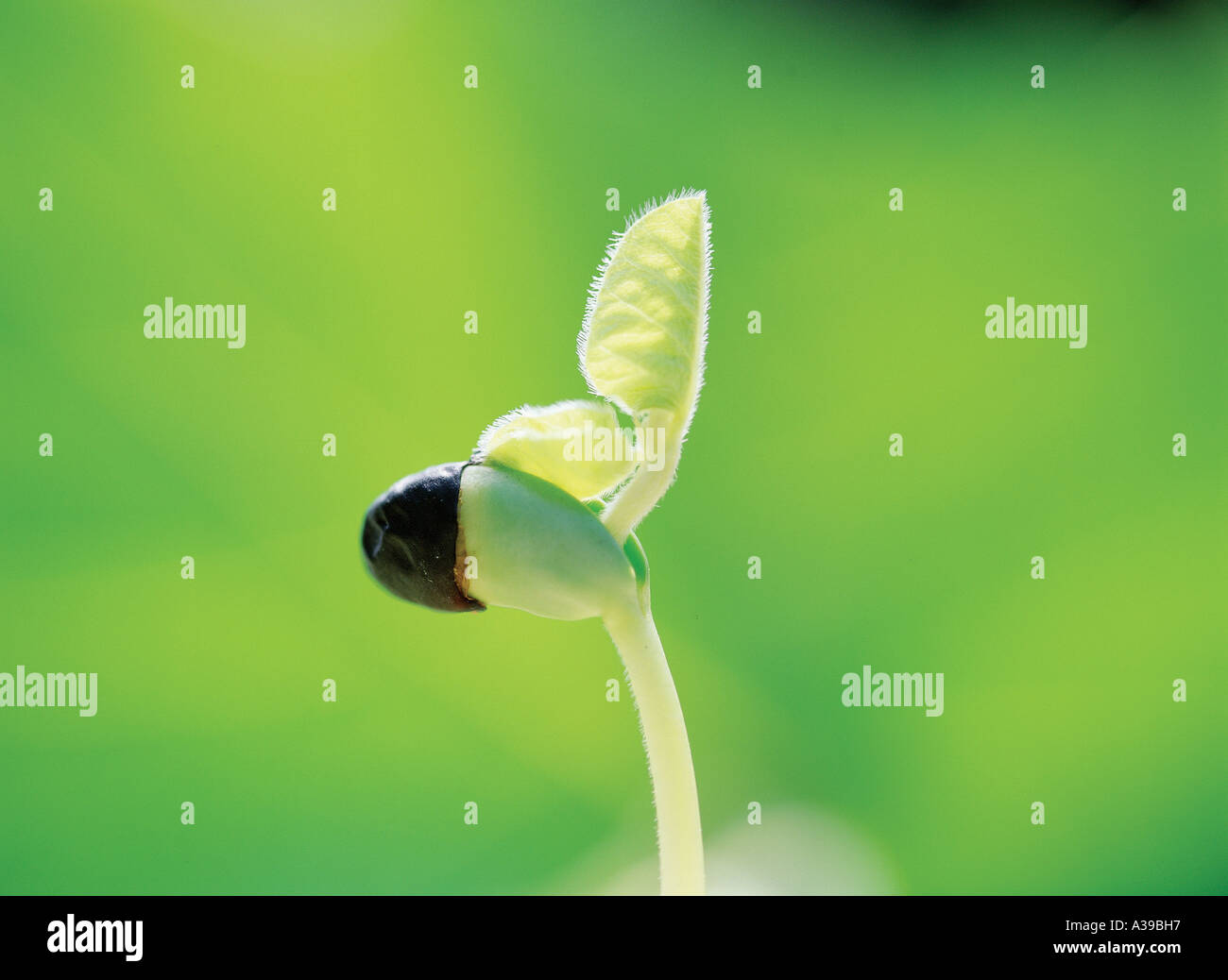 Shoot bud hi-res stock photography and images - Alamy
