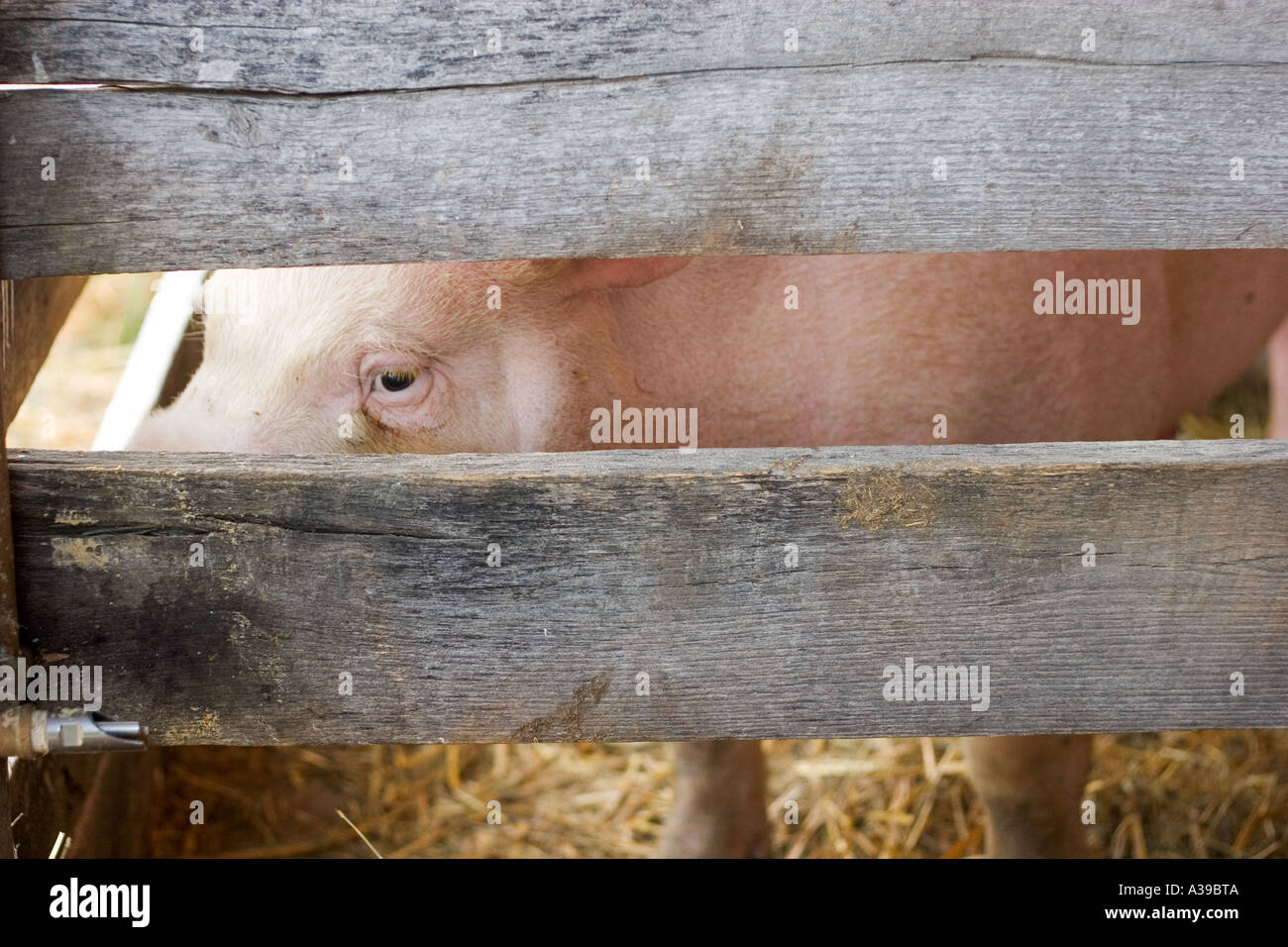 Hog fence hi-res stock photography and images - Alamy
