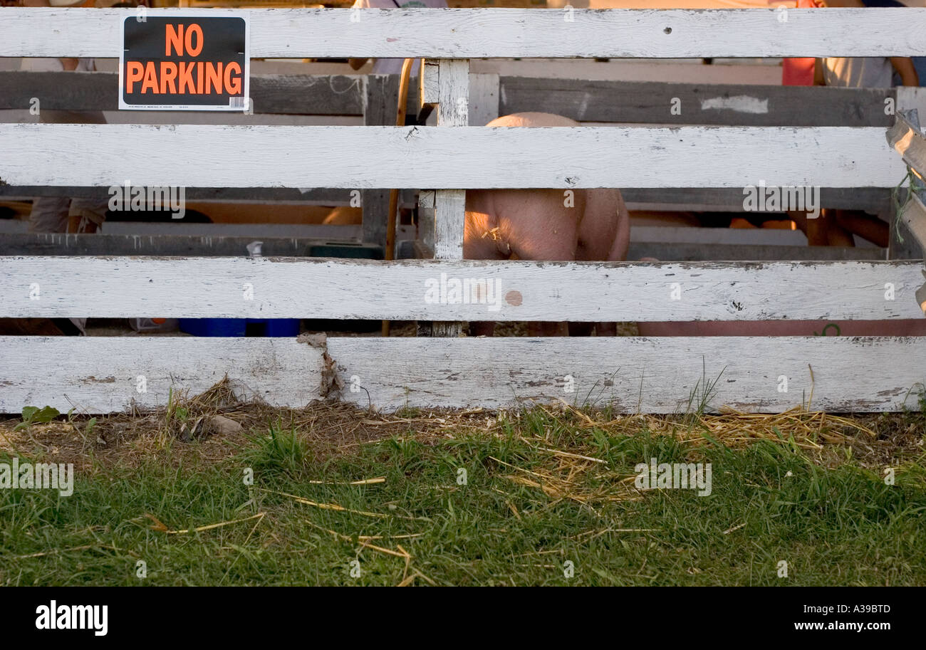 No parking sign and rear end of pig at county fair Stock Photo - Alamy