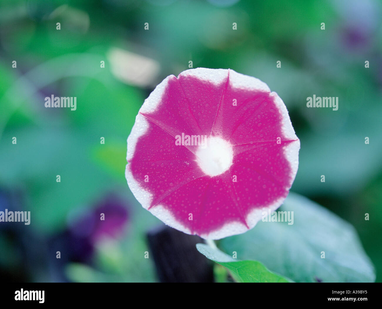 morning glory,leaf,leaves,closeup,close up,close s Stock Photo - Alamy