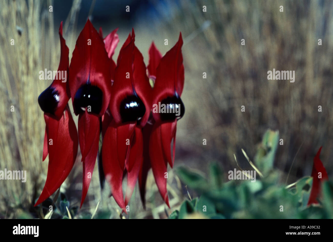 Sturts Desert Pea 0285 Stock Photo - Alamy