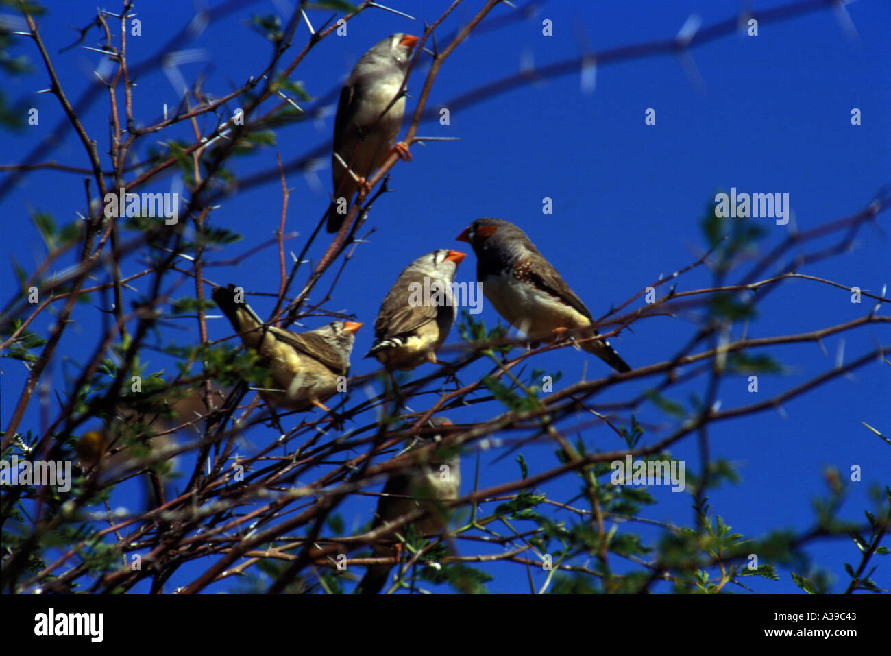 Australian finches hi-res stock photography and images - Alamy