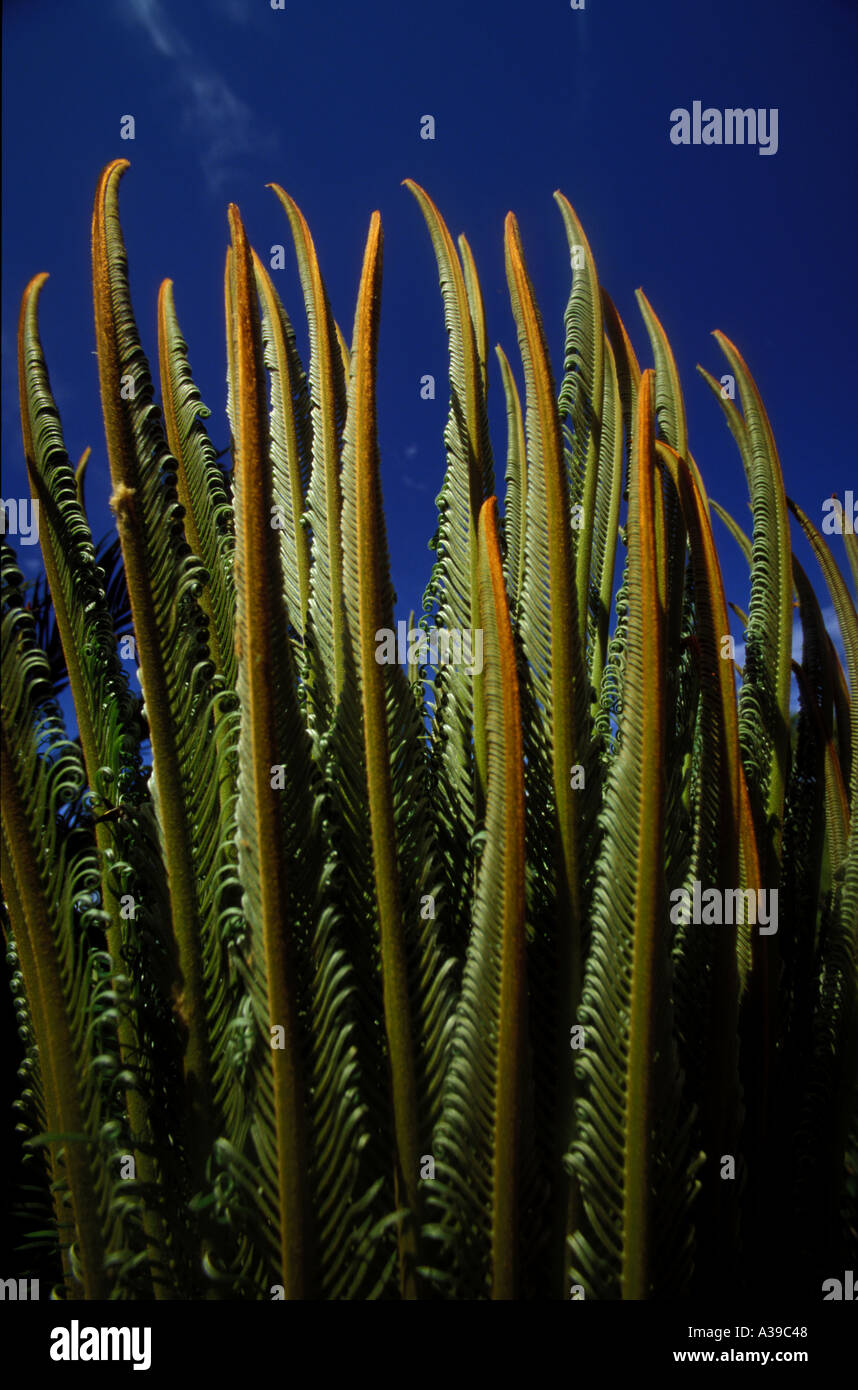 Australian cycad hi-res stock photography and images - Alamy