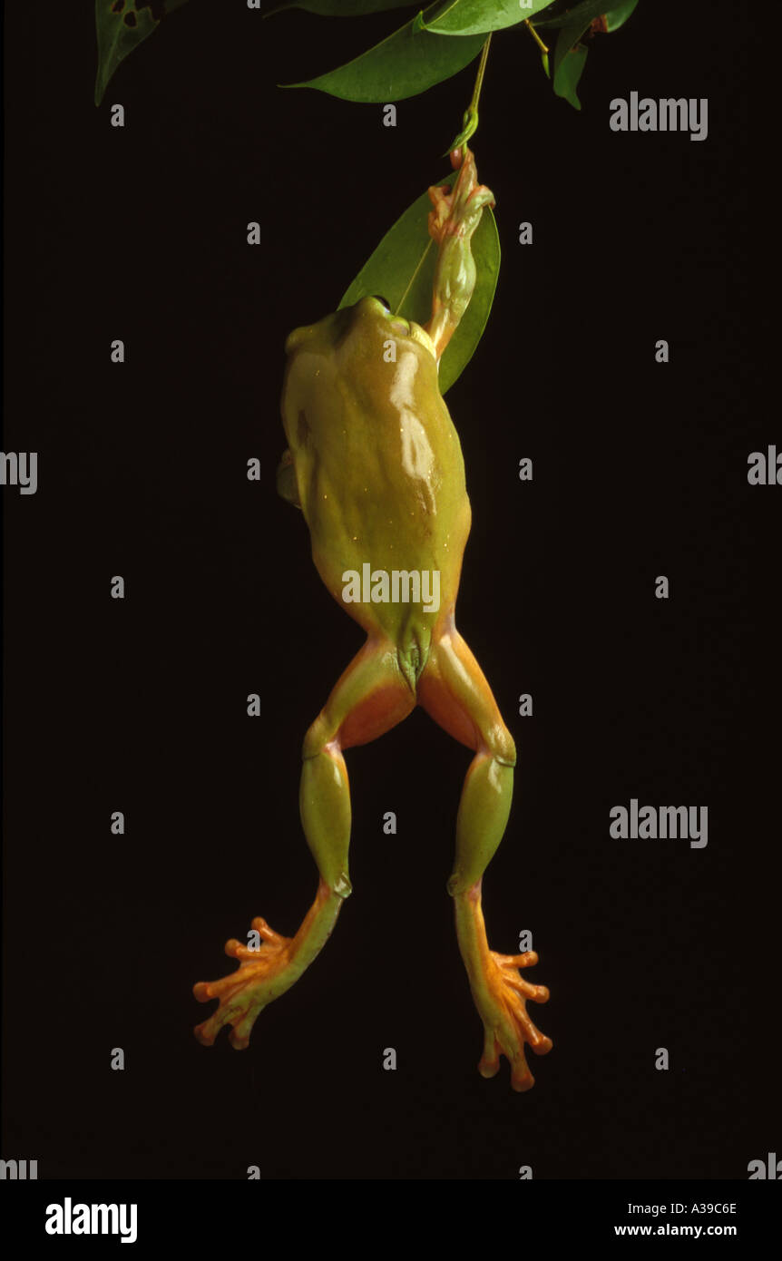 Hanging Frog 0346 Stock Photo - Alamy