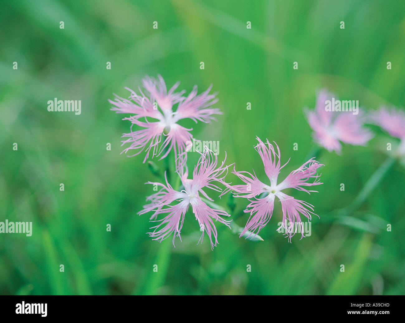 China pink flower hi-res stock photography and images - Alamy