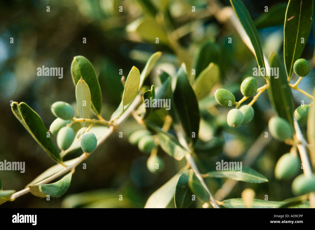 olive, tree, branch, leaf, olive, sky, detail, close up, Mediterranean ...