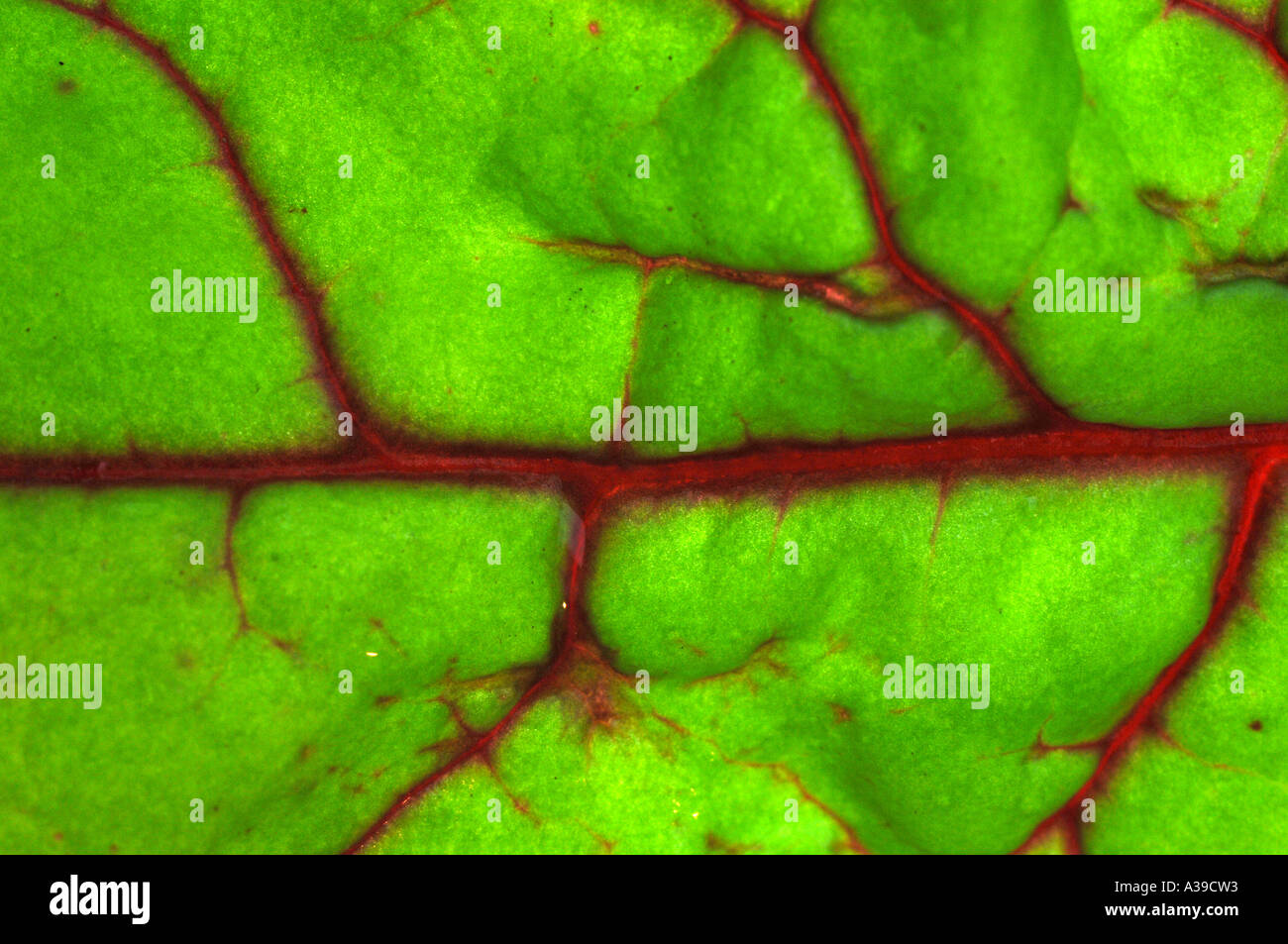Swiss chard leaf red veins hi-res stock photography and images - Alamy