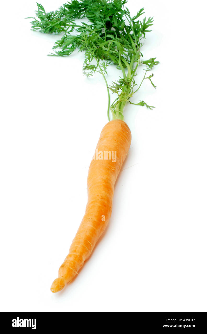 Single carrot on White Background Stock Photo - Alamy