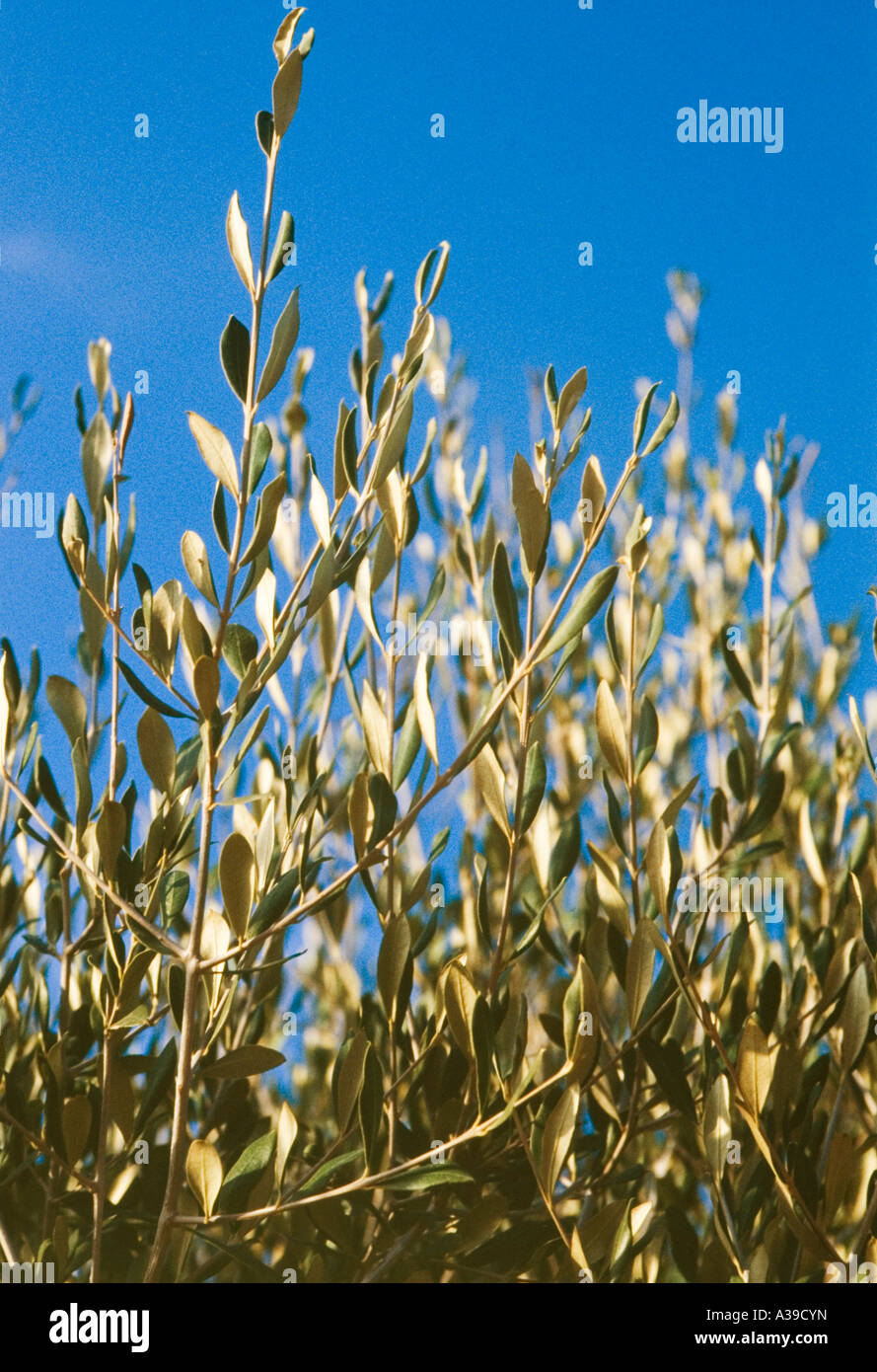 olive, tree, branch, leaf, olive, sky, detail, close, Mediterranean ...