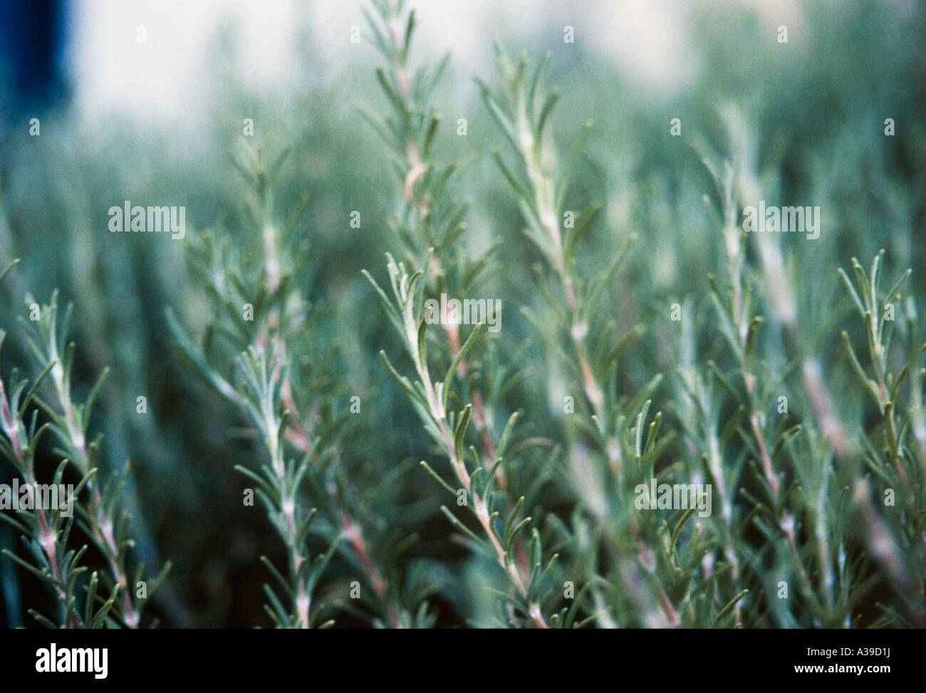 plant, rosemary, grass, green, Italy, ingredient, food, cook, detail ...