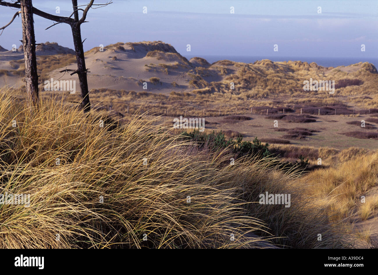 Fixed dunes hi-res stock photography and images - Alamy