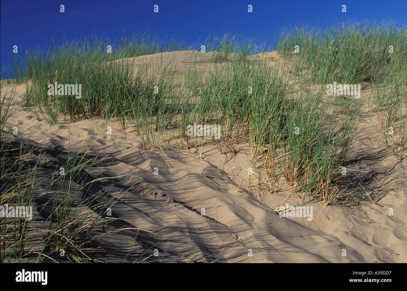 Sand Dunes showing the progression of Marram Grass Formby Dunes ...