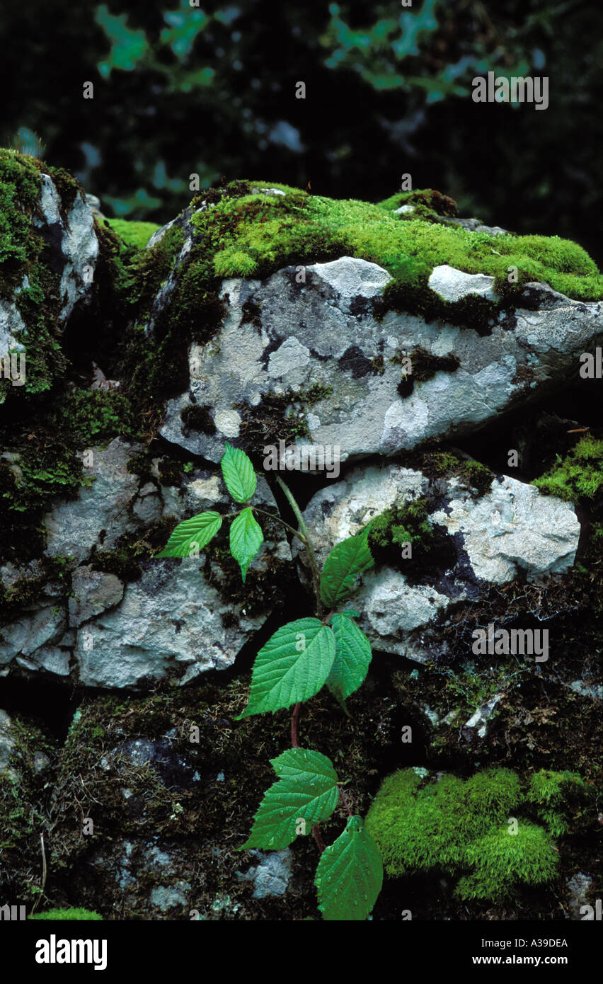 Mosses and bramble growing through drystone wall in ancient woodland ...