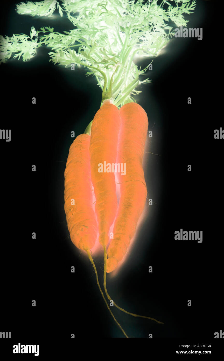 Modified Roots Of Carrot 67,400+ Carrot Roots Stock Photos, Pictures