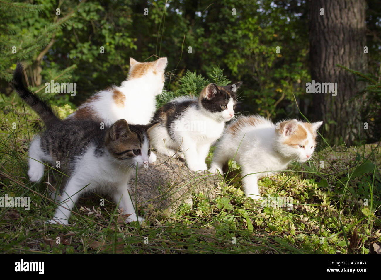 Four cats hi-res stock photography and images - Alamy