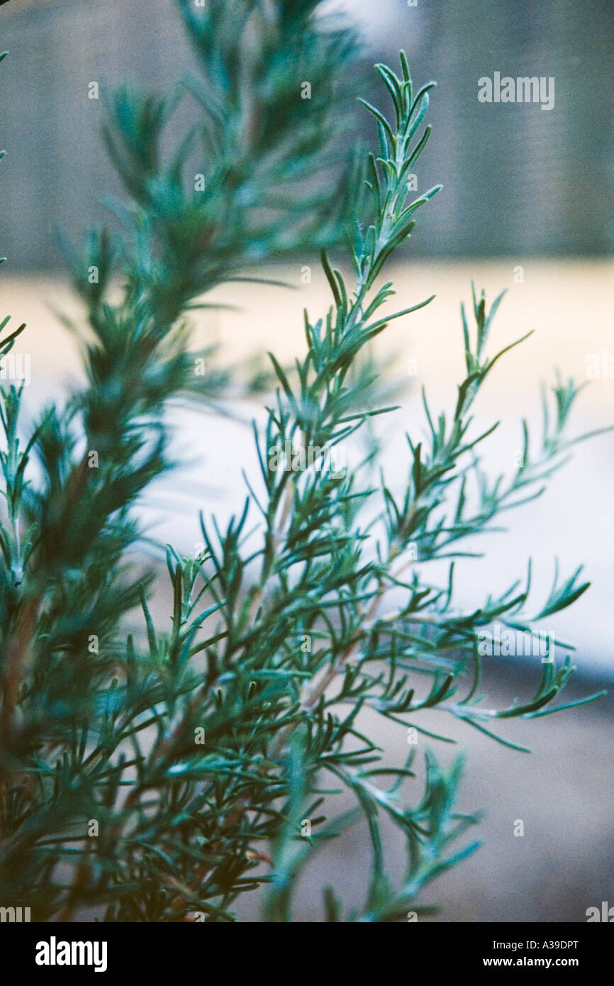 plant, rosemary, grass, green, ingredient, food, cook, detail, close up ...
