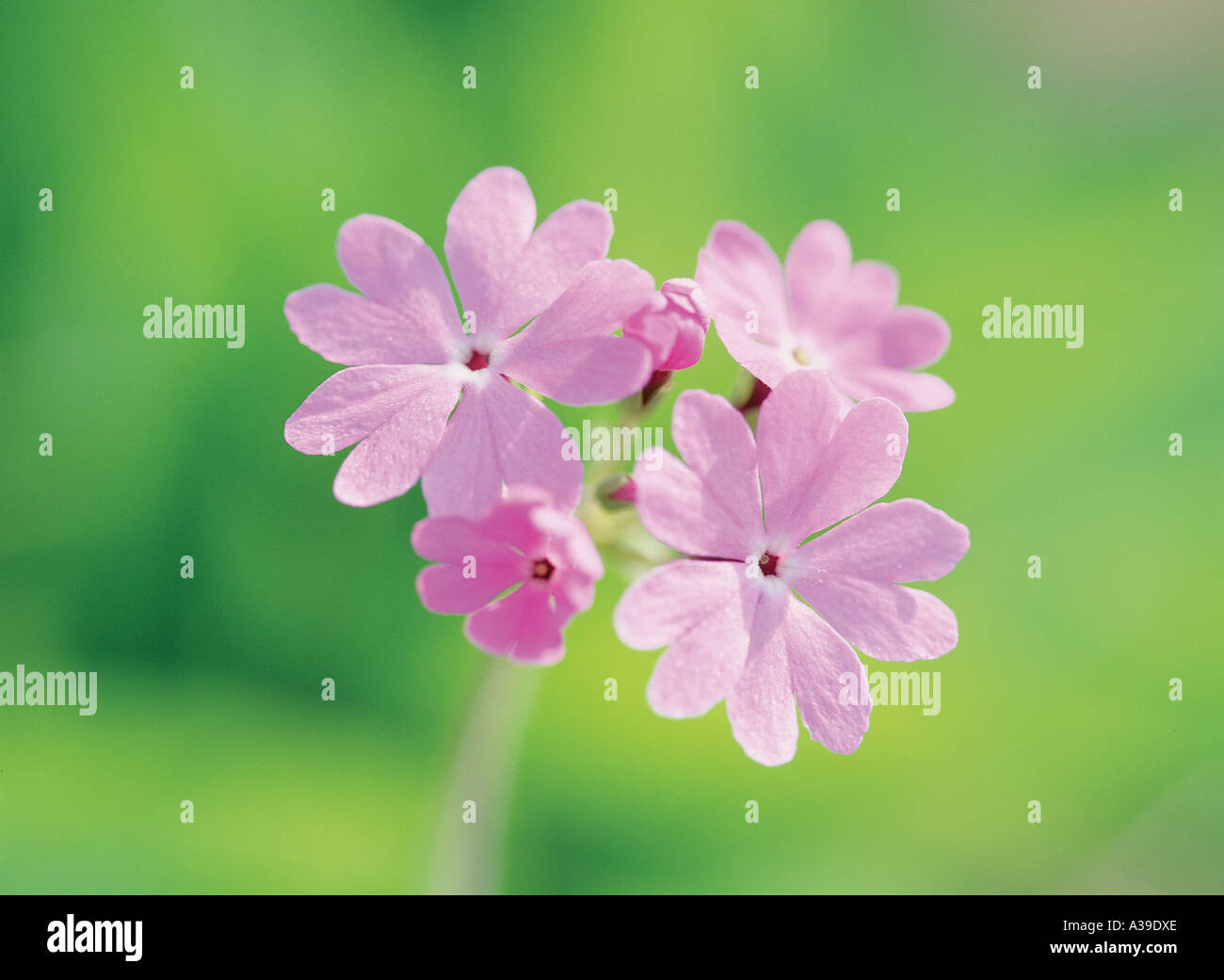 Primrose leaf hi-res stock photography and images - Alamy
