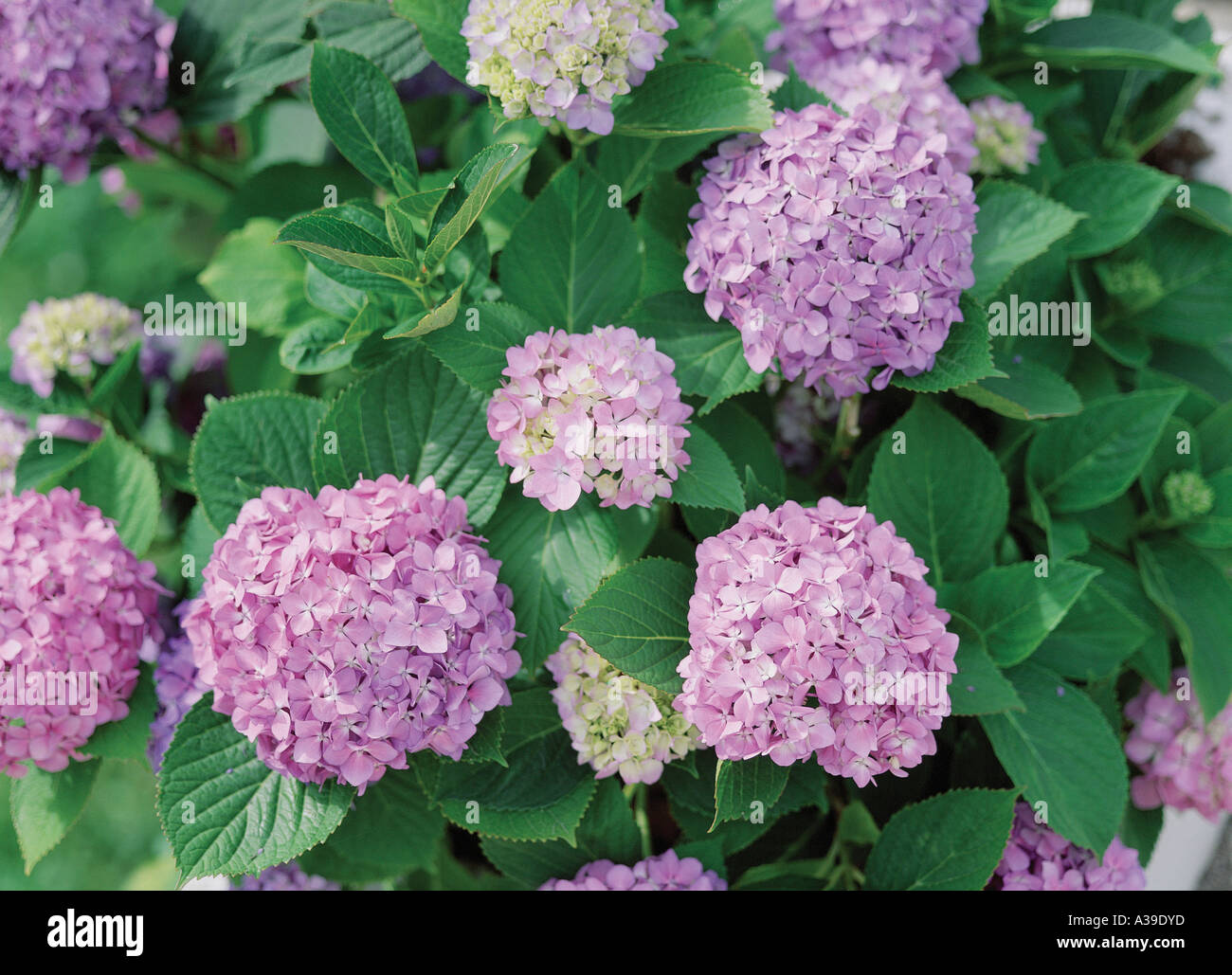Hydrangea blossom hi-res stock photography and images - Alamy